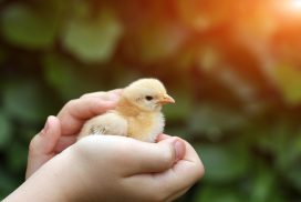 Sick Chicks: 7 Common Illnesses You May Encounter - Backyard Poultry